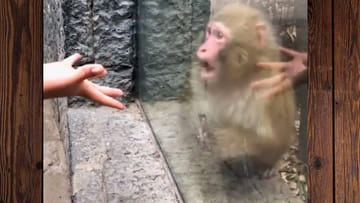 Monkey reaction: మ్యాజిక్ చూసిన కోతికి మతిపోయింది.. దాని రియాక్షన్ ...