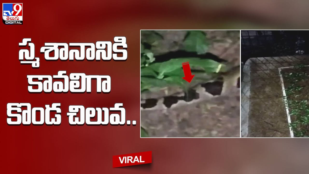 స్మశానికి కావలిగా కొండ చిలువ... హడలెత్తిపోయిన జనం(Video) - Telugu News | Python Protecting A ...