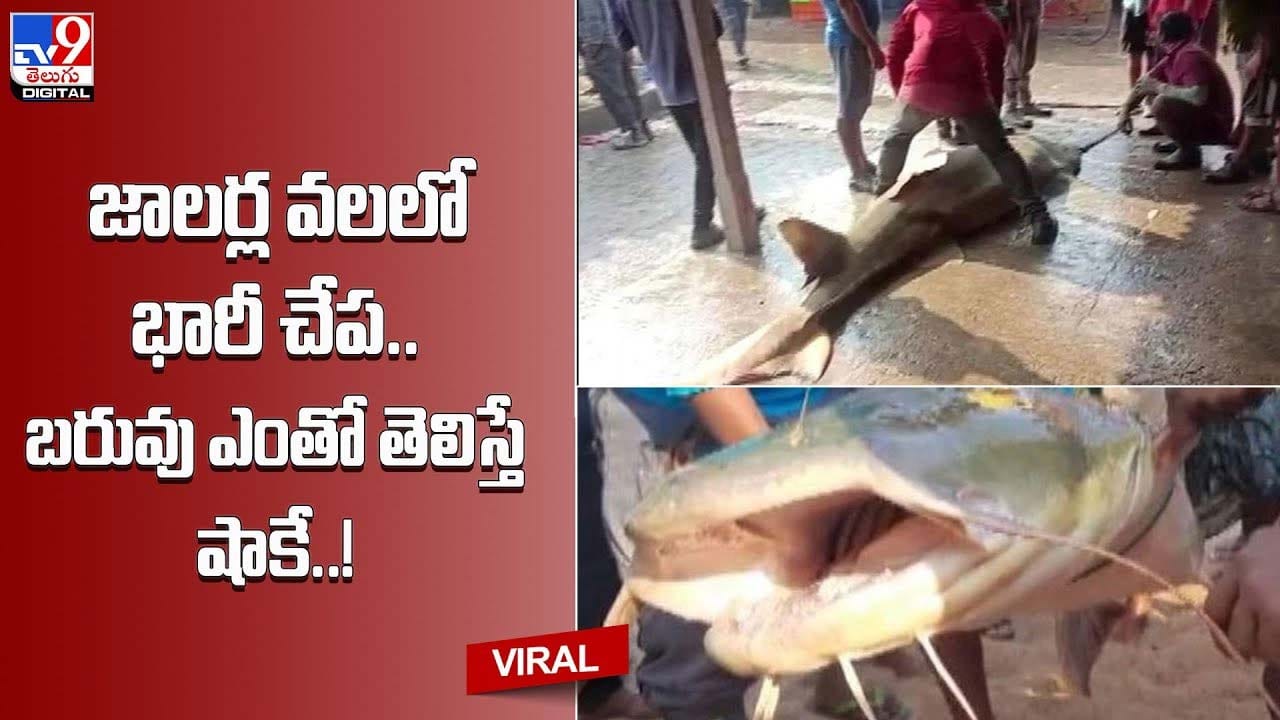 జాలర్ల వలలో భారీ చేప.. బరువు ఎంతో తెలిస్తే షాకే !! | Odisha a rare ...