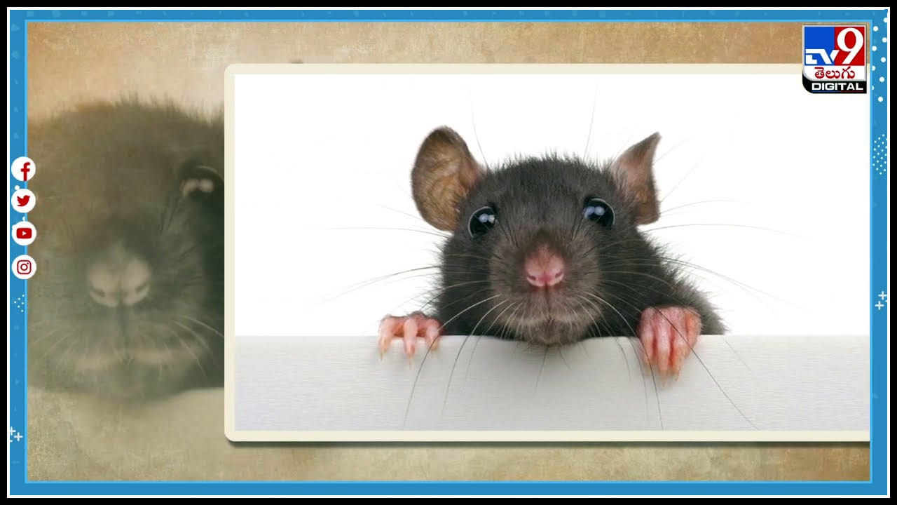 Rat - Child: బిందెలో పడి చనిపోయిన ఎలుక.. ఆ నీళ్లు తాగి చిన్నారి ...