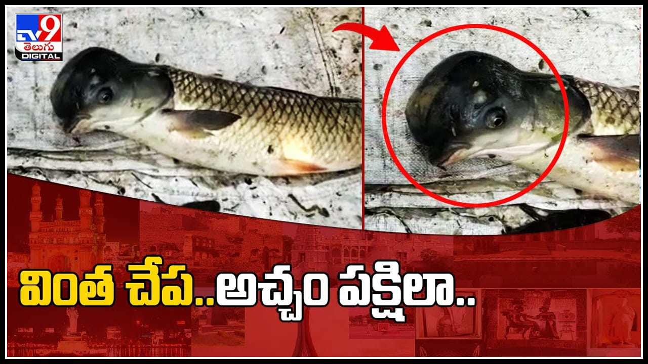 Bird Fish: అచ్చం పక్షని పోలిన తల, ముక్కుతో ఉన్న చేప వింత చేపను ...