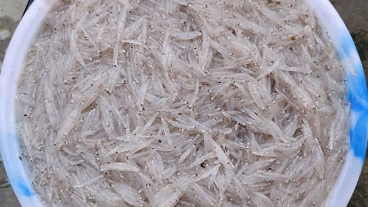 Cheeramenu: గోదావరిలో అరుదుగా దొరికే చీరమేను.. రేటులో మాత్రం పులసతో ...