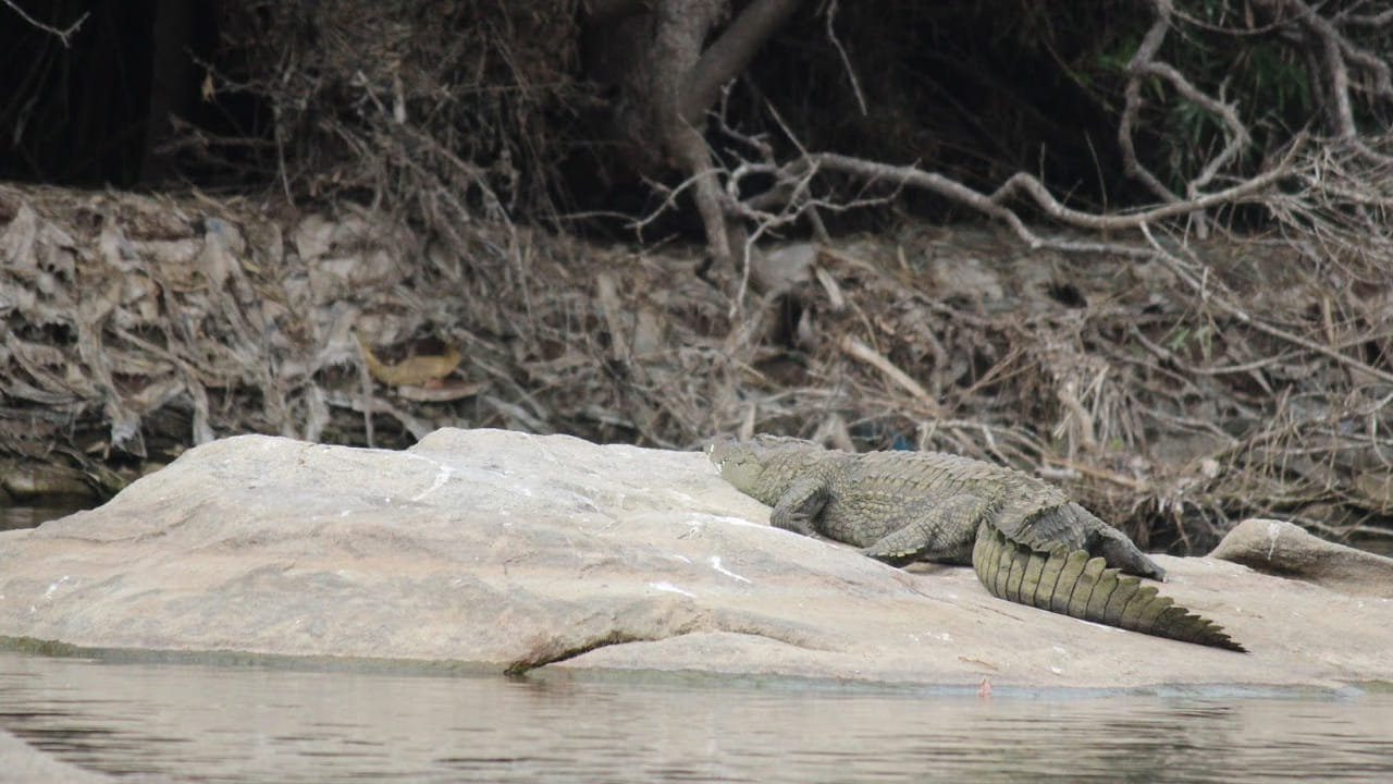 Kurnool: కలకలం రేపుతున్న మొసలి సంచారం.. భయంతో వణికిపోతున్న జనం ...