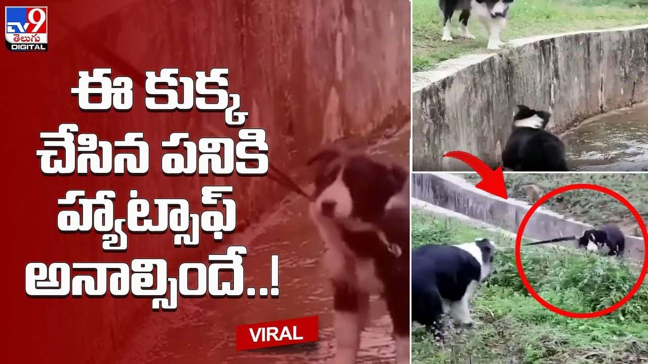 Telugu News A Dog That telugu-news-a-dog-that