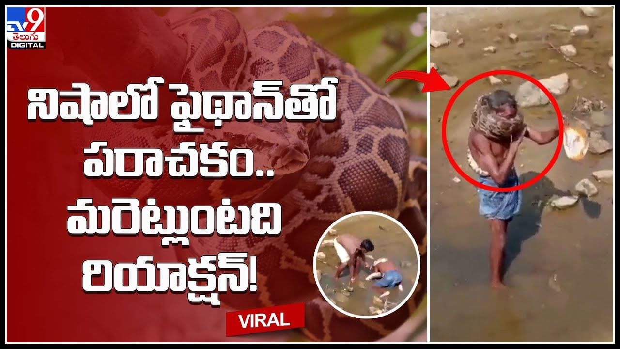 Drunken Man నిషాలో ఫైథాన్తో పరాచకం మరెట్లుంటది రియాక్షన్ వైరల్ వీడియో Telugu News