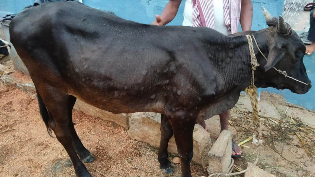 Lumpy Skin Disease: రాయలసీమలో లంపీ స్కిన్ కలకలం.. శ్రీ సత్య సాయి జిల్లా ...