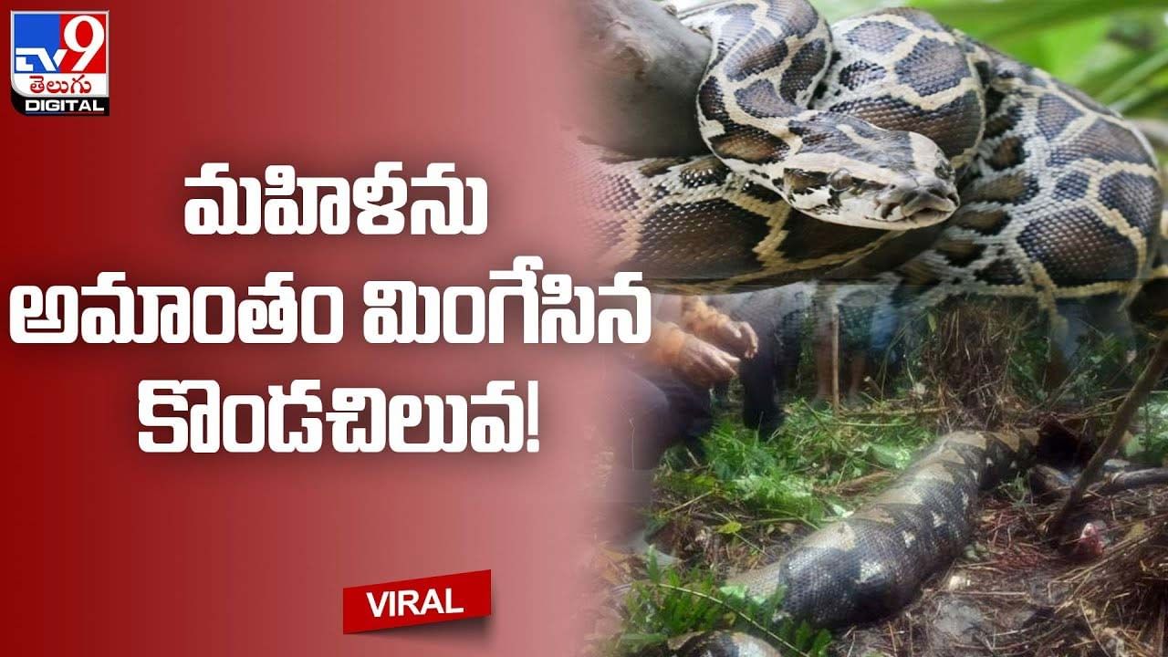 మహిళను అమాంతం మింగేసిన కొండచిలువ !! పొట్ట చీల్చి.. - Telugu News | 54 ...