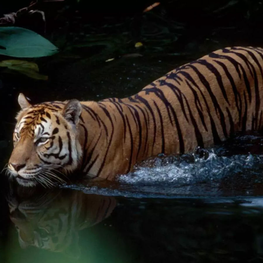 Most Endangered Animals: ప్రపంచంలోని అత్యంత ప్రమాదకరమైన జంతువులు ఇవే ...