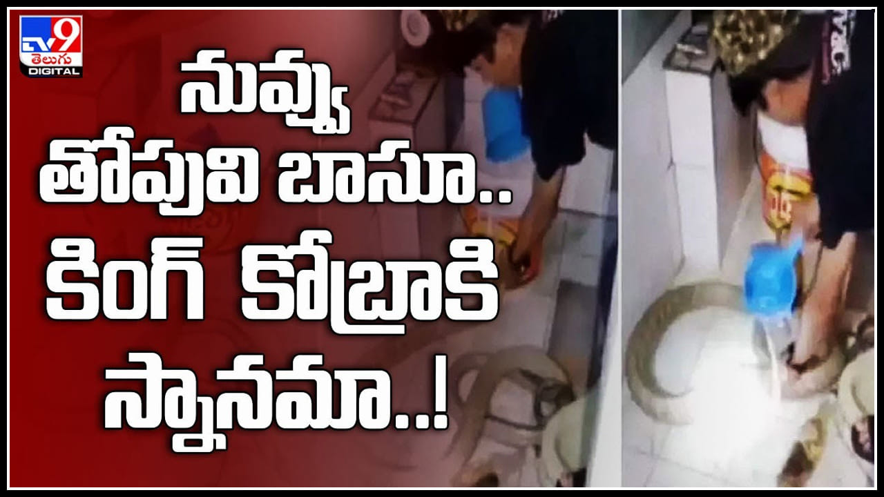 Snake Bathing: నువ్వు తోపువి బాసూ.. కింగ్‌ కోబ్రాకి స్నానమా..! మగ్‌పై పలుమార్లు కాటు వేసిన పాము ...
