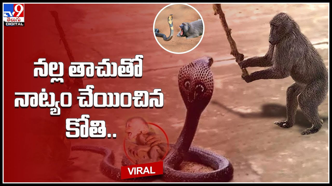 Snake Vs Monkey: కోతి బావ ఎం చేసిన ఇంతే.! నవ్వు ఆపుకోలేం.. నల్ల తాచుతో ...