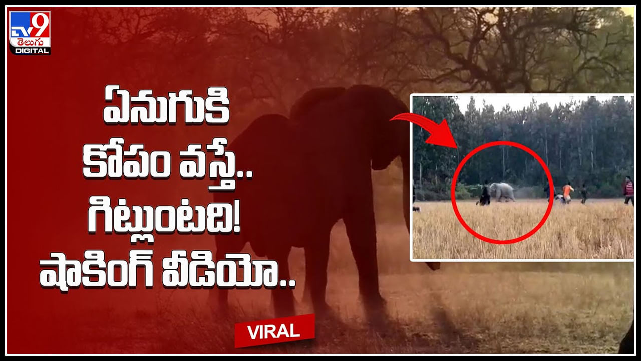Viral Video: వీడియో తీయమని ఫోన్ ఇస్తే.. ఏనుగు ఏం చేసిందో చూశారా ...
