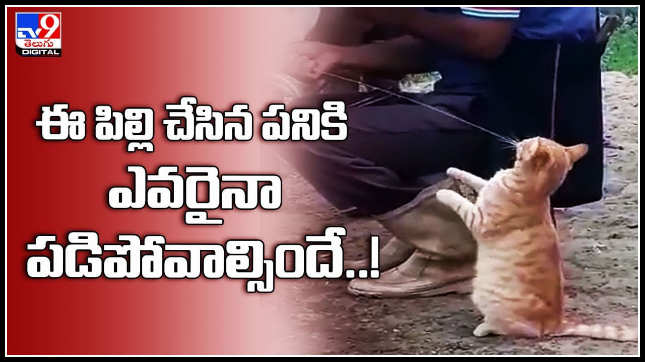 Cat funny insident: ఈ పిల్లి చేసిన పనికి ఎవరైనా పడిపోవాల్సిందే..! వైరల్ అవుతున్న వీడియో ...