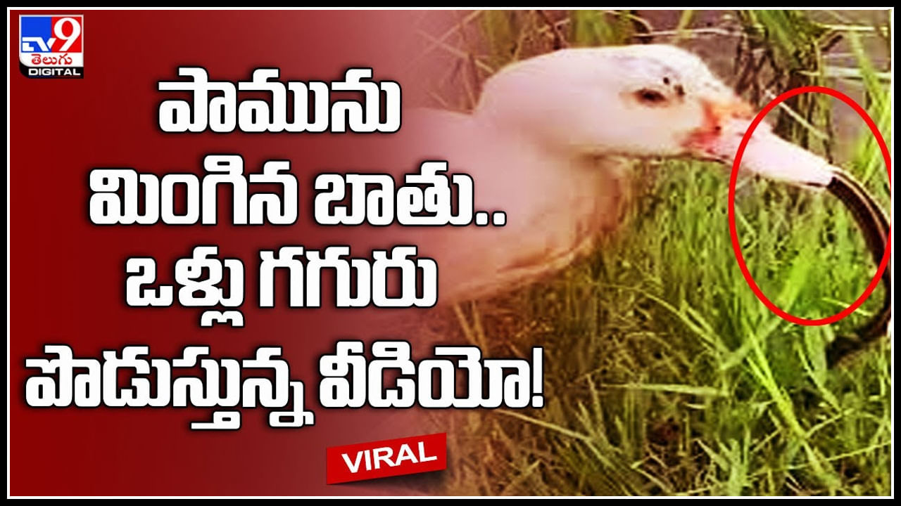 Duck eat Snake: పామును అమాంతం మింగిన బాతు.. ఒళ్లు గగుర్పాటుకు గురి ...