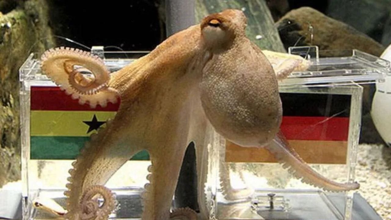 2010లో పాల్ ది ఆక్టోపస్.. 2022లో తైయో.. నిజమవుతోన్న ఈ జంతువుల అంచనాలు ...