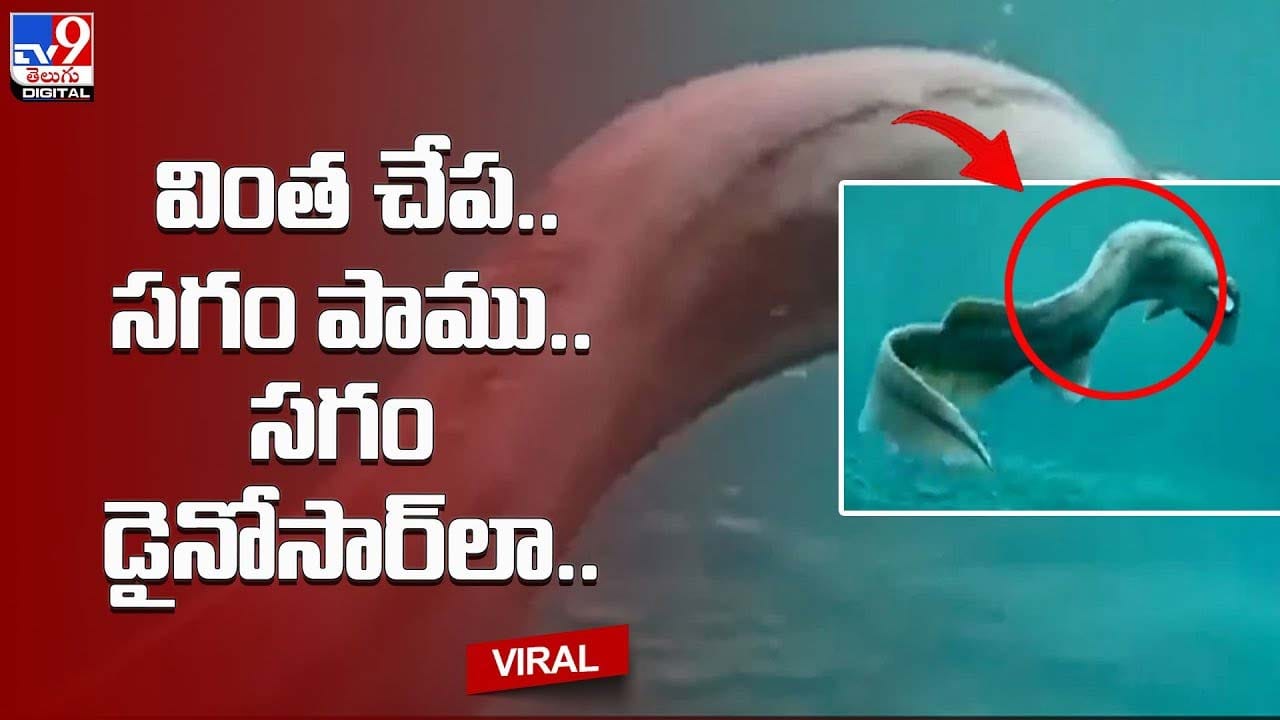వింత చేప.. సగం పాము.. సగం డైనోసార్‌లా.. - Telugu News | Giant fish half ...