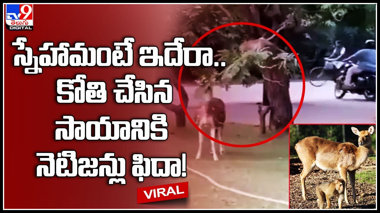 Monkey - Deer Friendship: స్నేహామంటే ఇదేరా.. కోతి చేసిన సాయానికి నెటిజ ...