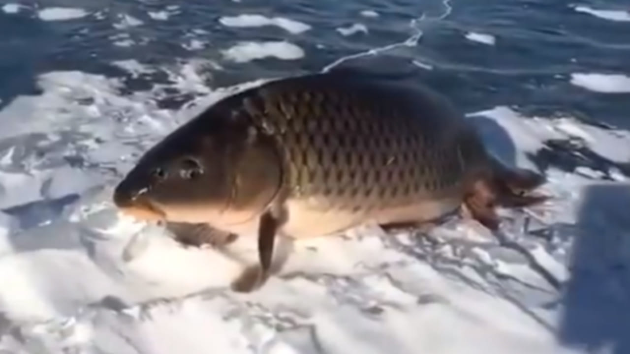 Mysterious Fish: ఇదో వింత.. కాళ్ల సాయంతో మంచులో నిలబడిన చేప.. షాకింగ్ ...