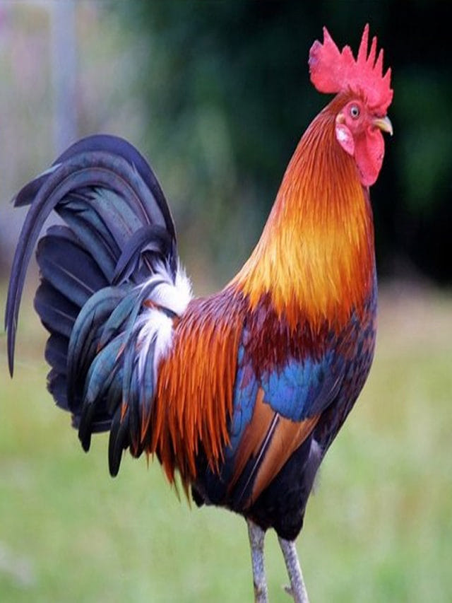 సంక్రాంతి వస్తోంది తుమ్మెద.. నాటు కోళ్లకు డిమాండ్ పెరుగుతోంది తుమ్మెద ...