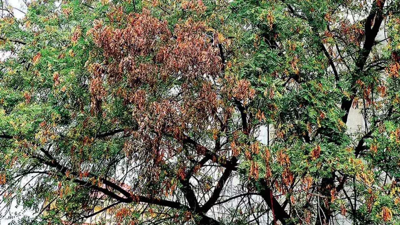 Neem Tree: వేప చెట్లకు వింత తెగులు.. ఇలా చేస్తే తగ్గుతుందంటున్న ...