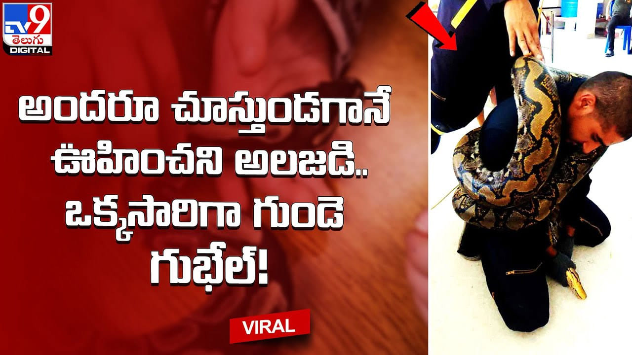అందరూ చూస్తుండగానే ఊహించని అలజడి.. ఒక్కసారిగా గుండె గుభేల్ !! - Telugu News | Gaint python ...