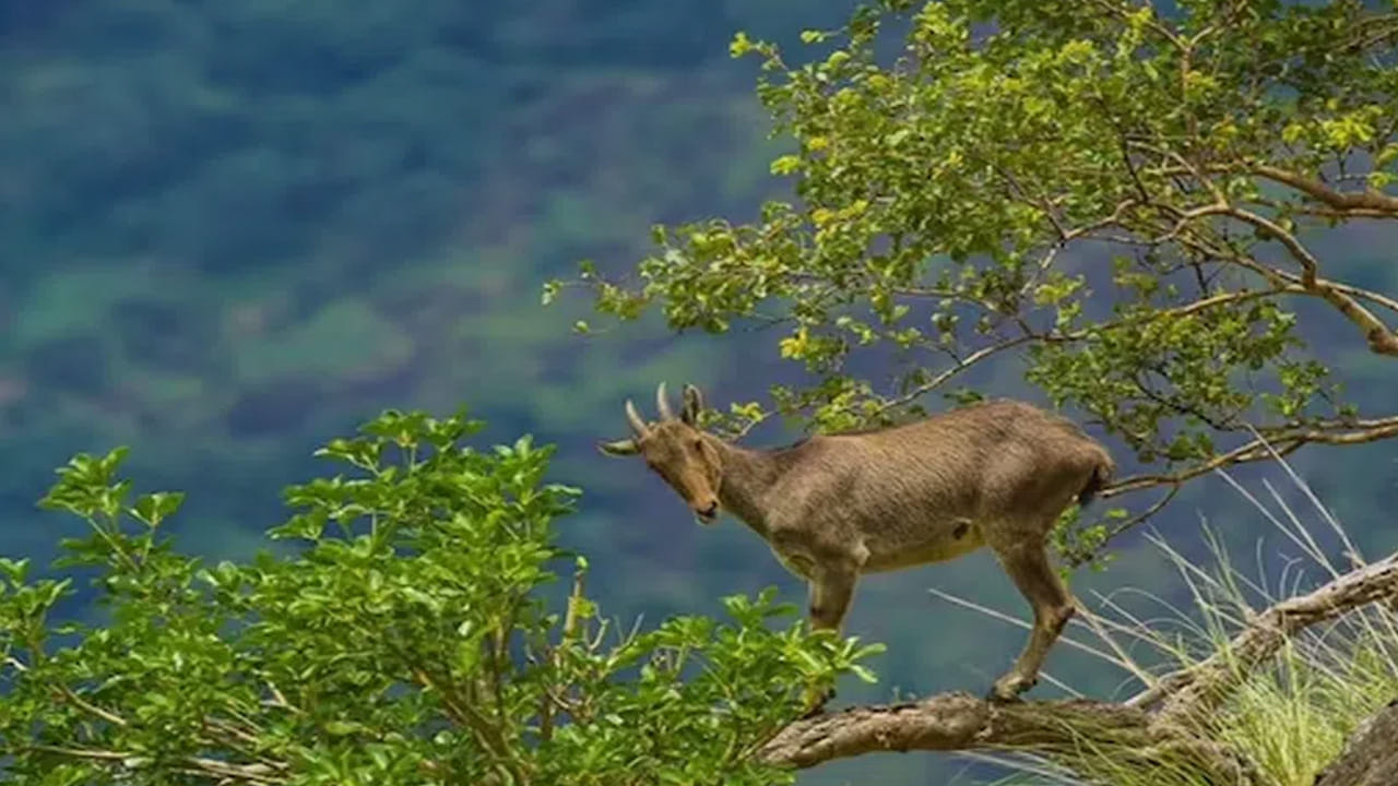 Trending: కొండ అంచున అరుదైన వన్యప్రాణి.. నెట్టింట వైరల్‌ అవుతున్న ఫోటో ...