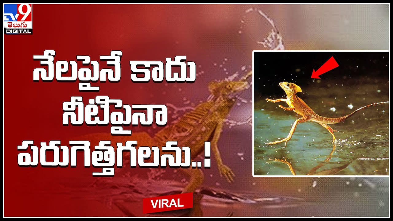 Reptile Walking Video: నేలపైనే కాదు నీటిపైనా పరుగెత్తగలను..! వీడియో ...