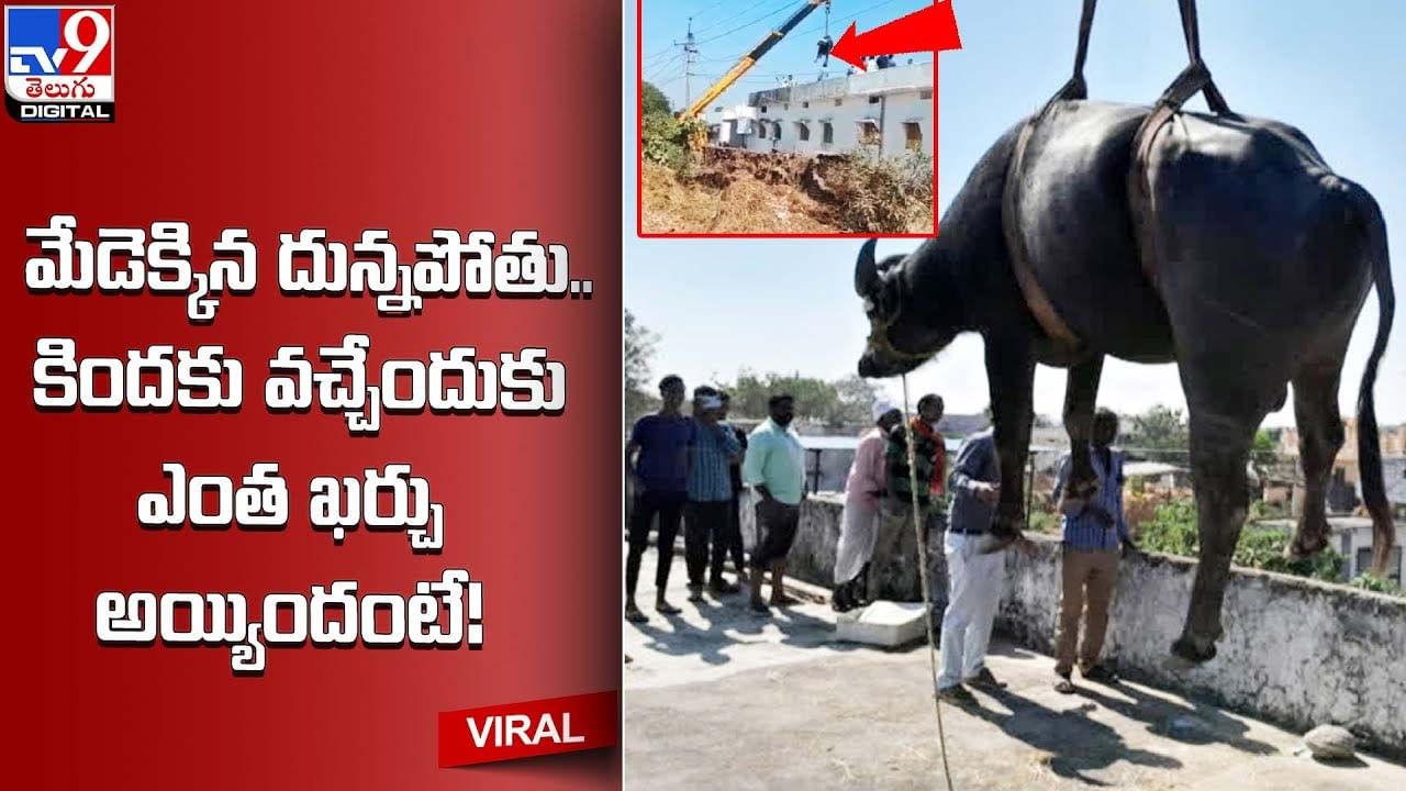 గడ్డి కోసం డాబా ఎక్కిన దున్నపోతు.. కిందకు దించేందుకు ఎంత ఖర్చు ...