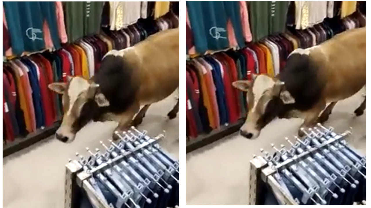 Video Viral: షాపింగ్‌మాల్‌లో ఆవు.. భయంతో పరుగులు తీసిన సిబ్బంది.. ఫన్నీ ...