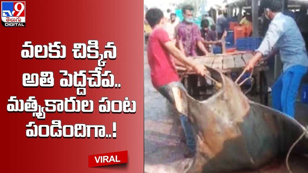 మత్స్యకారుల పంట పండింది.. వలకు చిక్కిన 340 కిలోల చేప - Telugu News ...