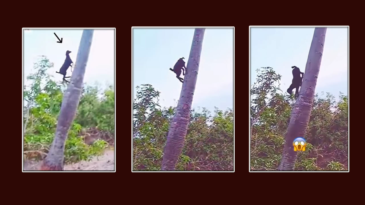 Shocking: ఈ మేకకు ఏమైనా అతీంద్రియ శక్తులు ఉన్నాయా.. తాటిచెట్టును ఇంత ...