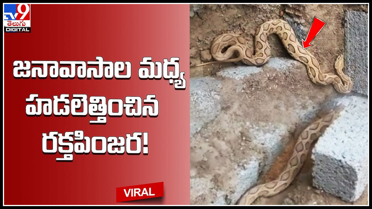 Huge Snake: వామ్మో ఏంటి ఇంత పెద్దగా ఉంది..! జనావాసాల మధ్య హడలెత్తించిన ...