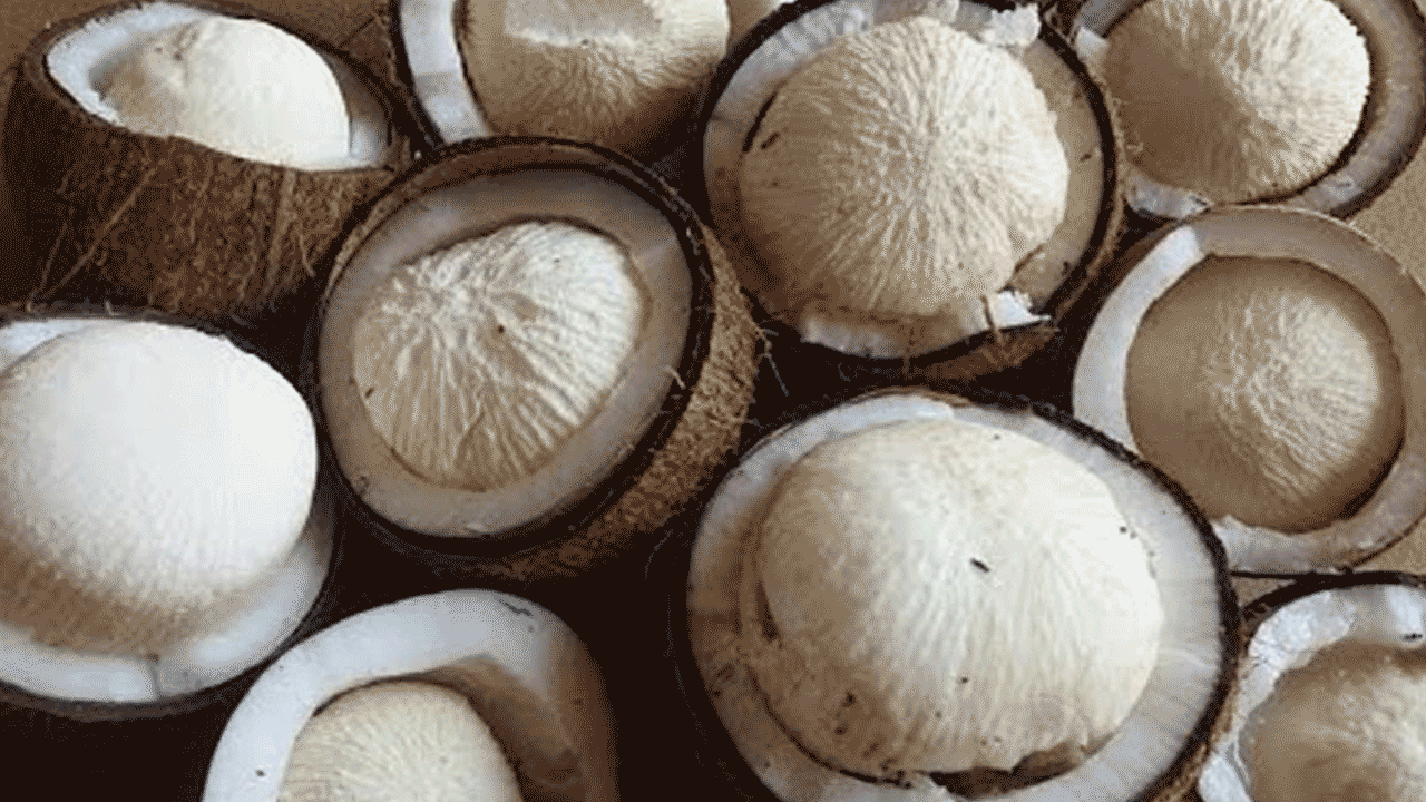 Health Tips: కొబ్బ‌రి పువ్వుతో ఆరోగ్య ప్ర‌యోజ‌నాలు తెలుసా ..? తెలిస్తే ...