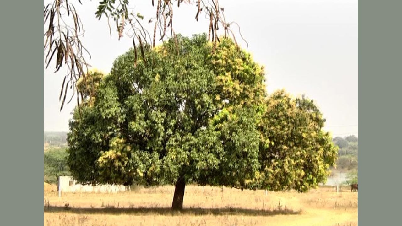 Viral: ఆశ్చర్యపరుస్తోన్న మామిడి చెట్టు.. మీ వద్ద కూడా ఇలాగే ఉంటుందా ...