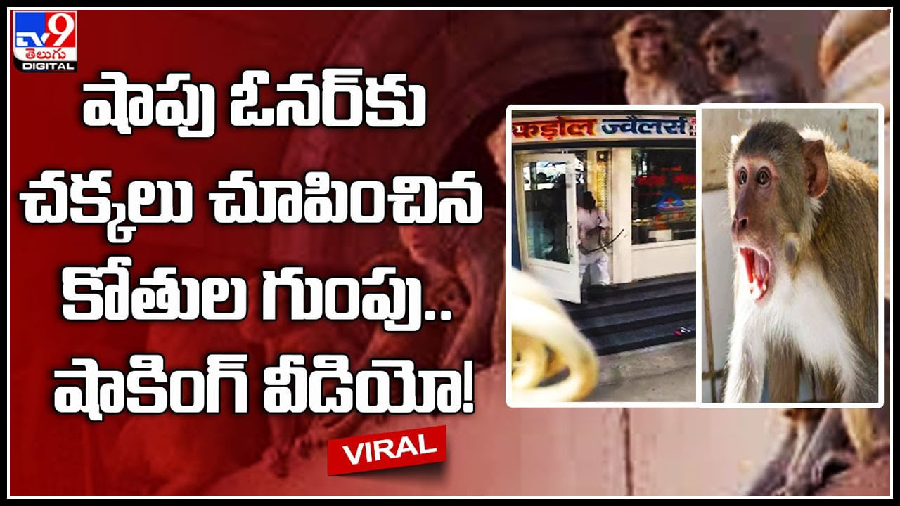 Monkeys Attacks: షాపు ఓనర్‌కు చక్కలు చూపించిన కోతుల గుంపు.. షాకింగ్ వీడియో.!ఎందుకంటే.. - Telugu ...