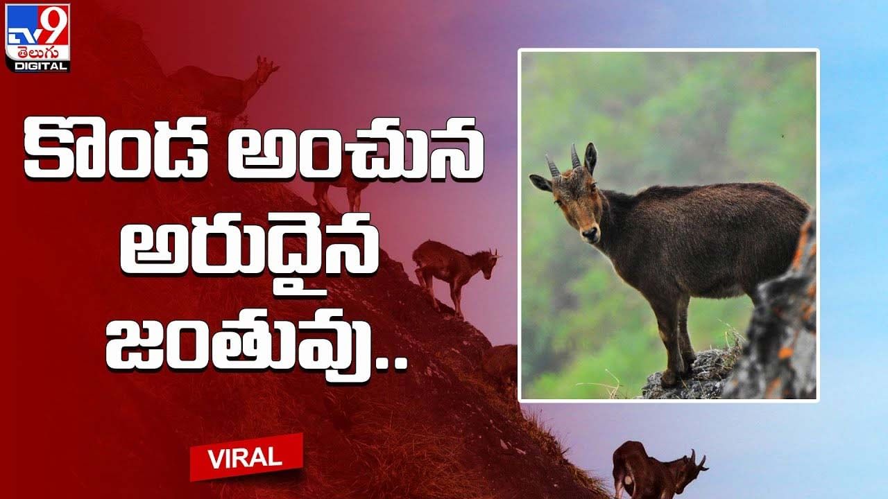 కొండ అంచున అరుదైన జంతువు.. నెట్టింట వైరల్ - Telugu News | A rare video ...
