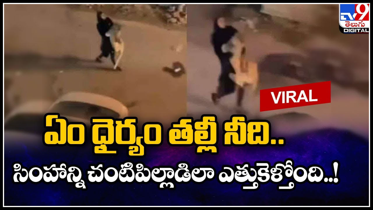 Woman - Lion: ఏం ధైర్యం తల్లీ నీది.. సింహాన్ని చంటిపిల్లాడిలా ఎత్తుకెళ్తోంది..! వణుకు ...