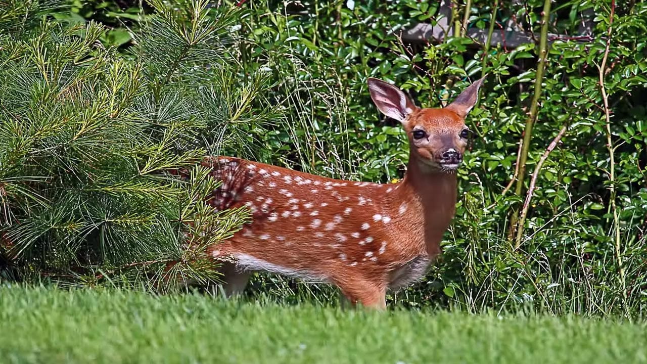 Andhra Pradesh: అల్లూరి సీతారామరాజు జిల్లాలో వింత.. ప్రజలతో మమేకమైన ...
