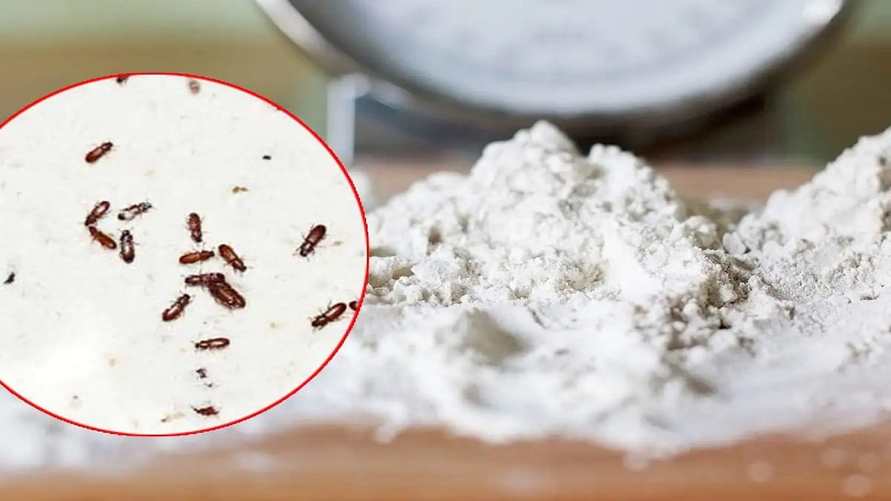 Flour Storage Tips: డబ్బాలో పెట్టిన పిండికి పురుగులు పట్టేస్తున్నాయా? ఈ ...