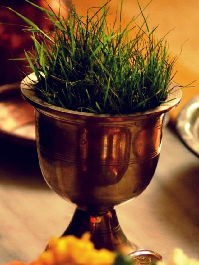 గరికతో ఈ ఆరోగ్య సమస్యలకు చెక్ పెట్టండి.. – TV9 Telugu