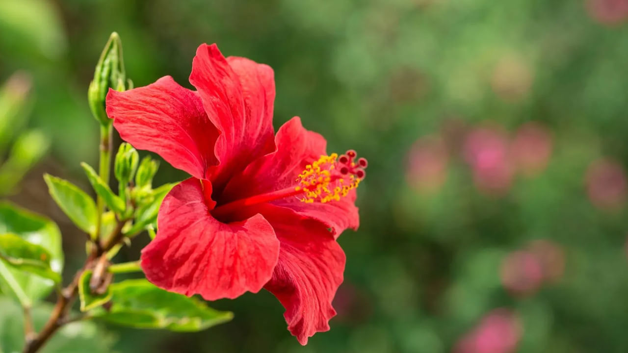 Hibiscus Flower Benefits: ఆరోగ్యానికి దివ్యౌషధం మందార పువ్వు ...