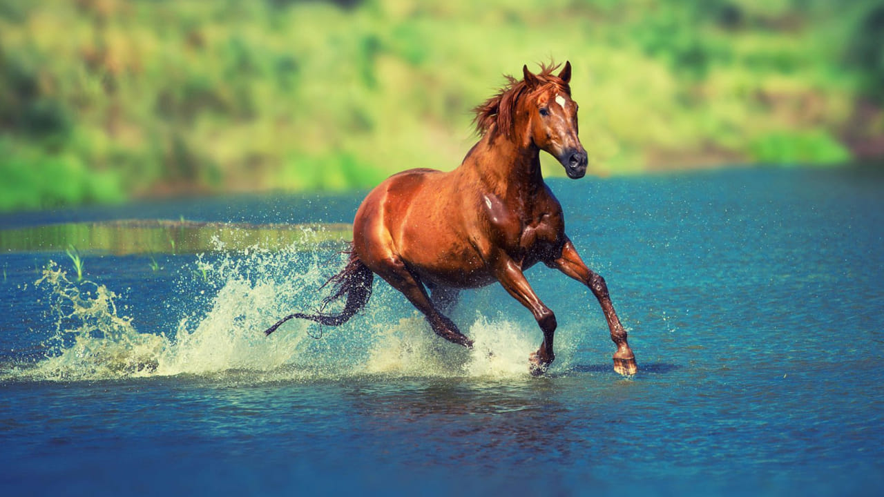 Running On Water: ఈ ట్రిక్ తెలిస్తే మీరు కూడా నీటిపై పరుగెత్తవచ్చు ...