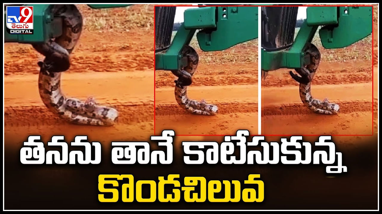 Python Viral Video తనను తానే కాటేసుకున్న కొండచిలువ నెట్టింట వైరల్ అవుతున్న వీడియో Telugu