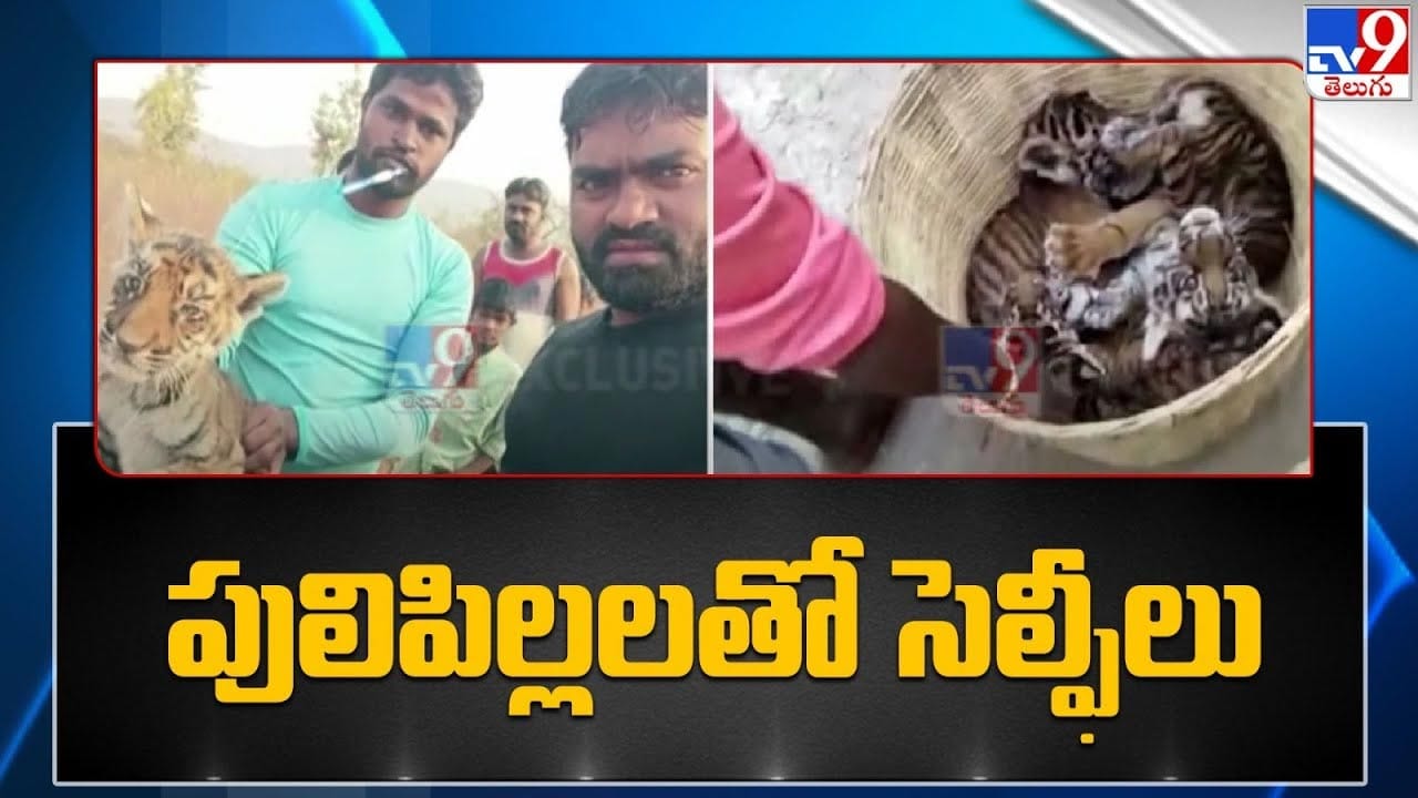 Nandyala: గ్రామంలో ప్రత్యక్షమైన పెద్ద పులి పిల్లలు.. చూడటానికి ...