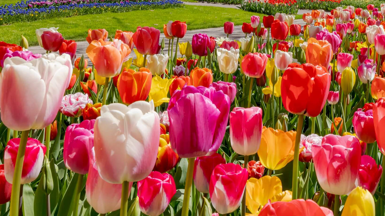 Tulip Festival: శ్రీనగర్‌లో తెరుచుకున్న స్వర్గసీమ.. తులిప్‌ పూల తోట ...