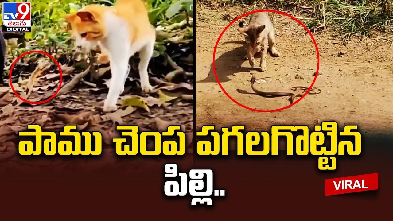 పిల్లిపై ఎటాక్‌ చేయబోయిన పాము.. దిమ్మదిరిగే షాకిచ్చిన పిల్లి - Telugu News | Cat attack on snake ...