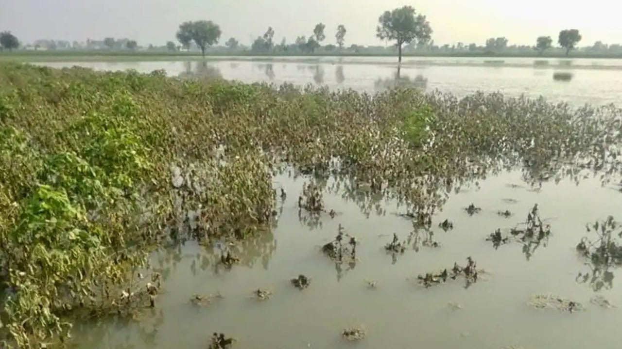 Rains: అకాల వర్షాలతో ఆగమాగం.. కళ్లెదుటే కొట్టుకుపోయిన ధాన్యం.. రైతుల ...
