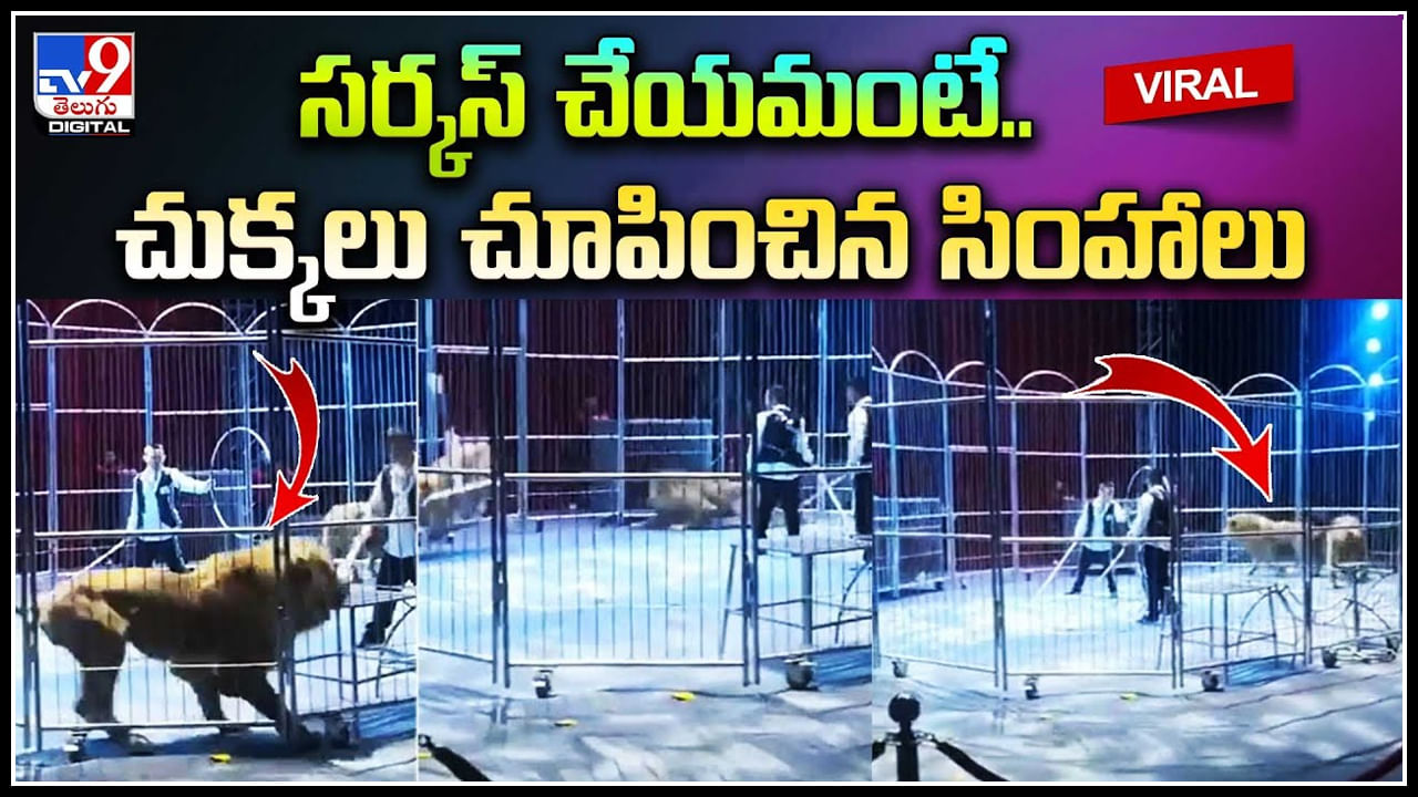Lions సర్కాస్ చేయమంటే చుక్కలు చూపిన సింహాలు ఎన్క్లోజర్ నుంచి