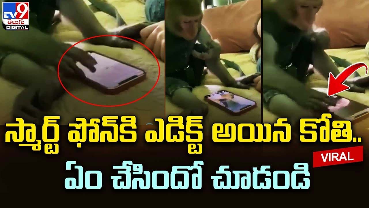 స్మార్ట్‌ ఫోన్‌కి ఎడిక్ట్‌ అయిన కోతి.. ఏం చేసిందో చూడండి - Telugu News ...
