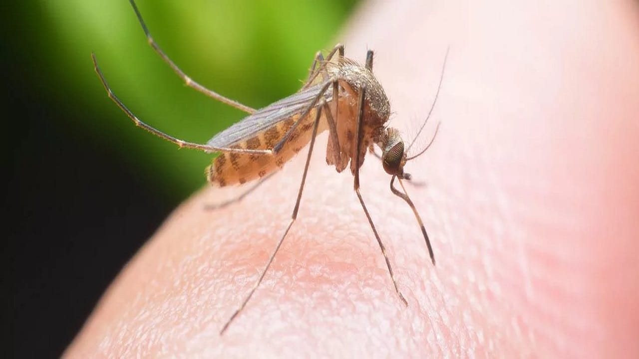 Mosquito Prevention Tips: వేసవి కాలంలో దోమల సమస్య వేధిస్తుందా? ఈ టిప్స్ ...