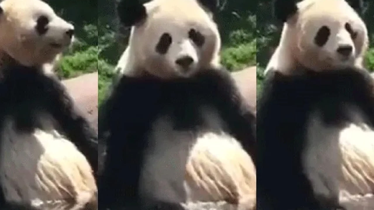 Watch Video: ఎండకు తట్టుకోలేక ఈ పాండా చేసిన పనికి ఫిదా అవుతున్న ...